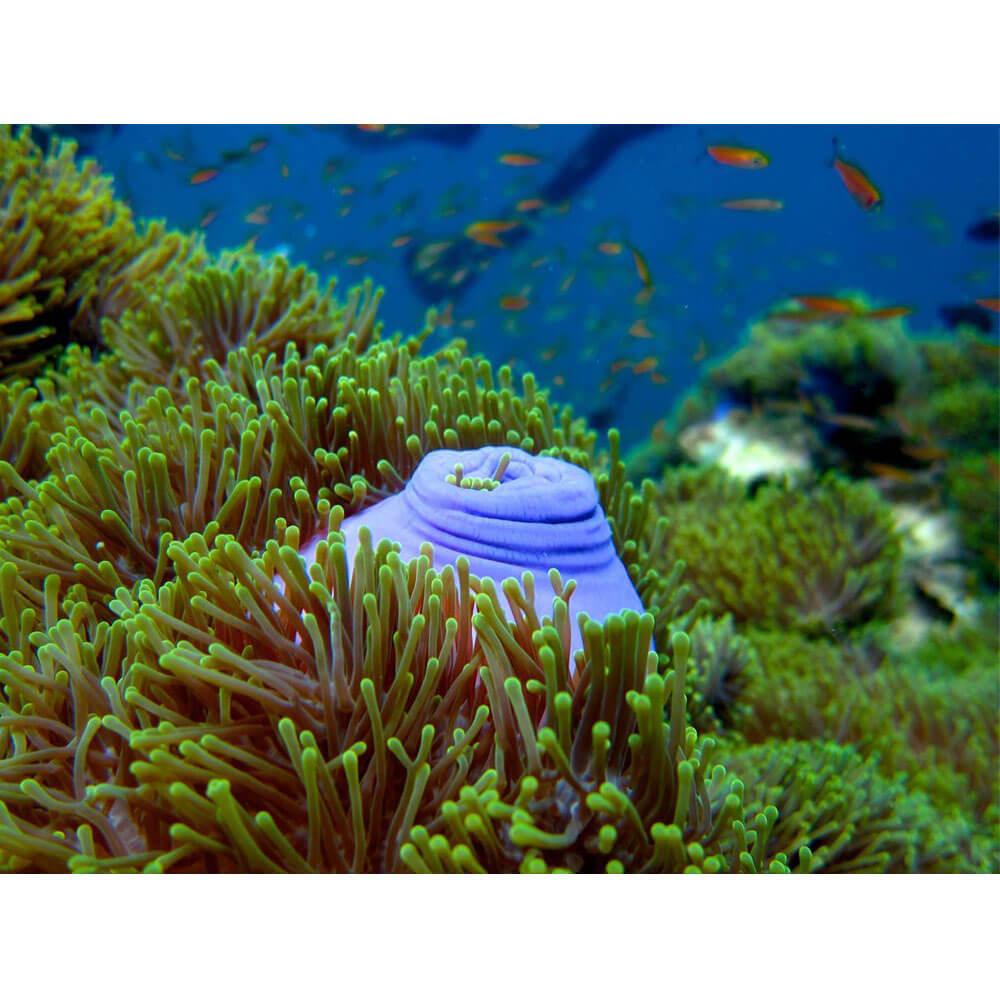 Arena Scuba Snack Wall Decal