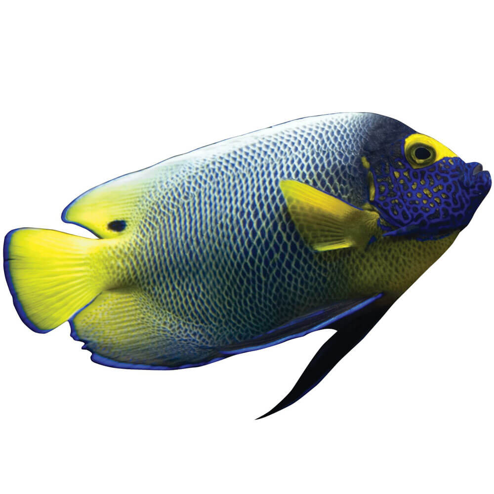 Wallhogs Angel Fish Wall Decal