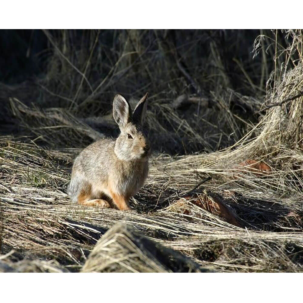 Batie Cottontail Glossy Poster