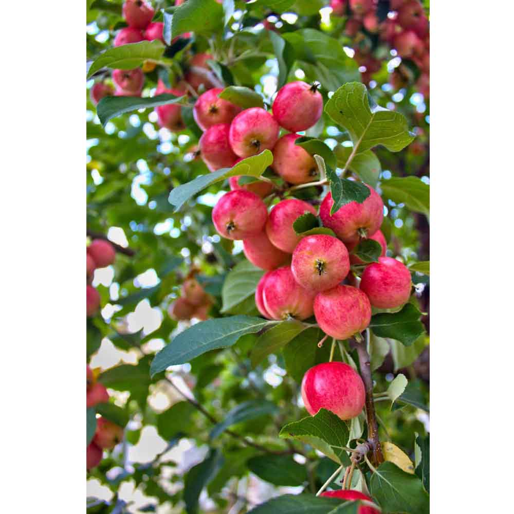 Boer Crab Apples Glossy Poster
