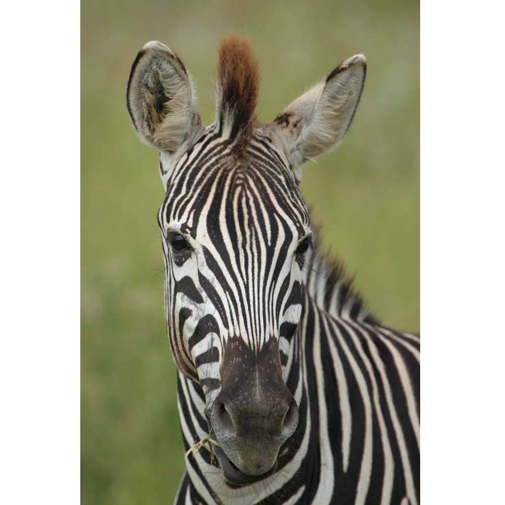Zebra Front View