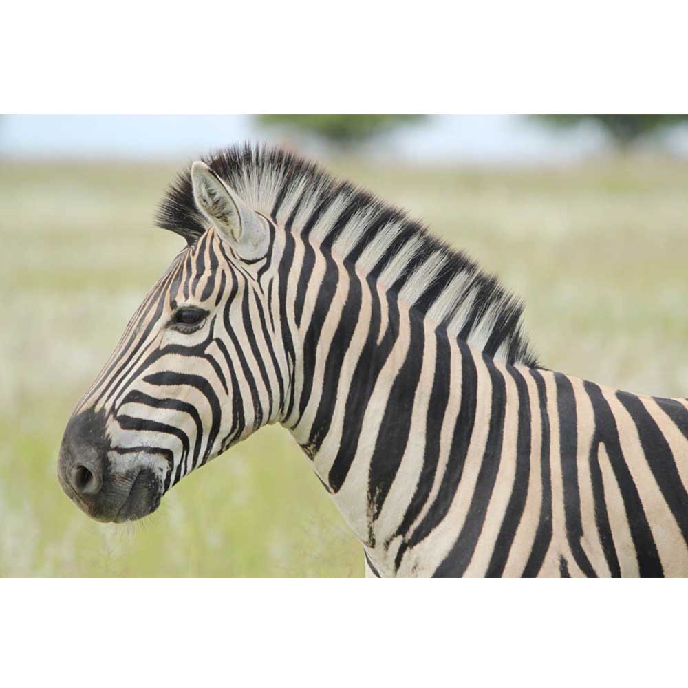 Zebra Head Side View