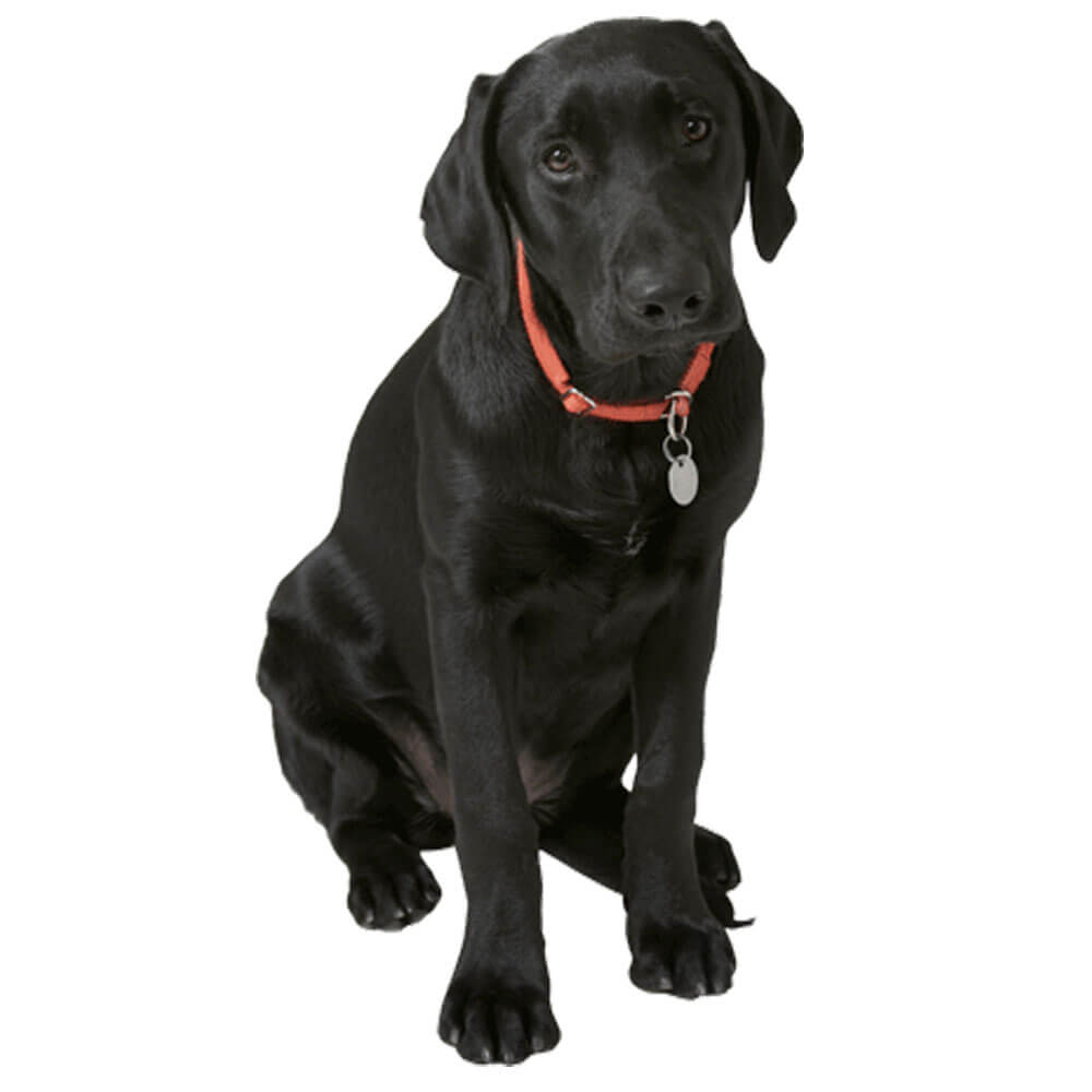 Black Lab Dog Wall Decal